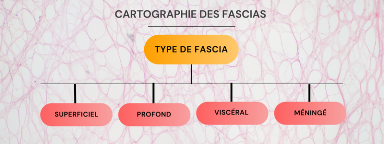 Découvrez les Fascias: Cartographie et Schéma des fascias