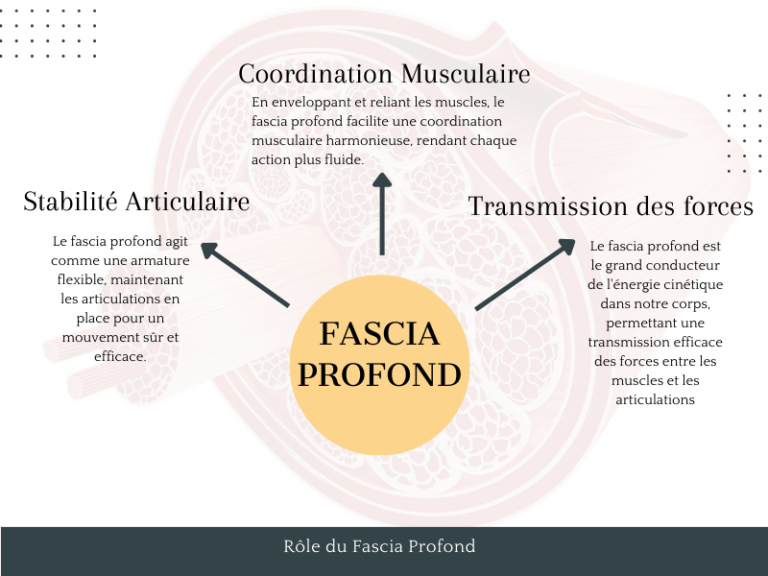 Explorez le Fascia Profond pour une Stabilité Articulaire Optimale